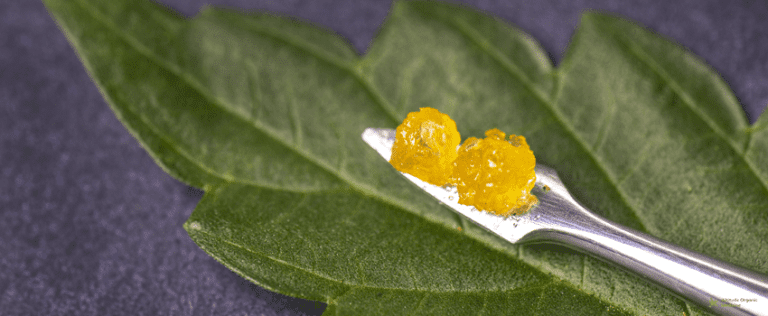A Brief Introduction to Live Resin - Altitude Organic Cannabis